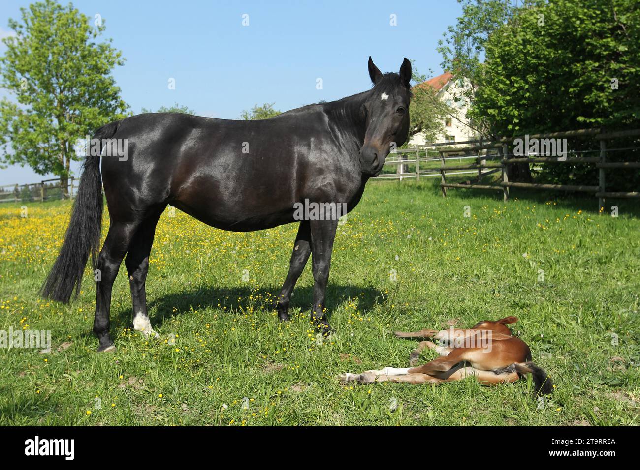 Horse, Rhineland warmblood mare with 5-day-old, sleeping foal in the ...