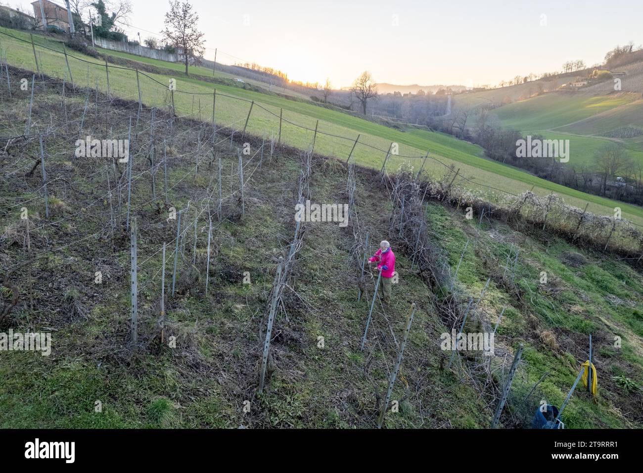 aerial drone photo senior farmer pruning working through wine yards ...