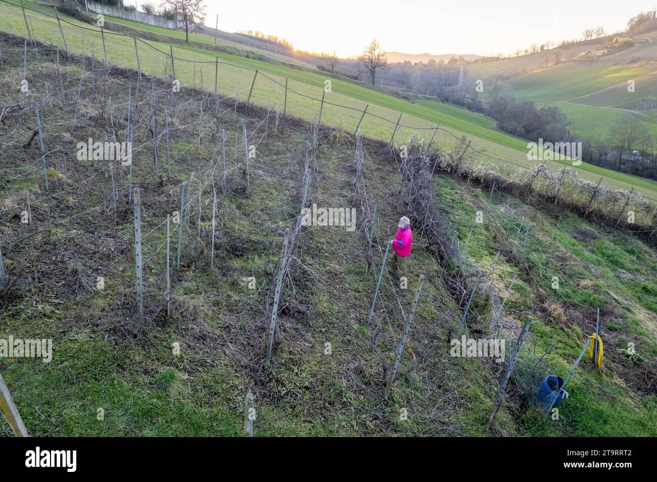 aerial drone photo senior farmer pruning working through wine yards ...