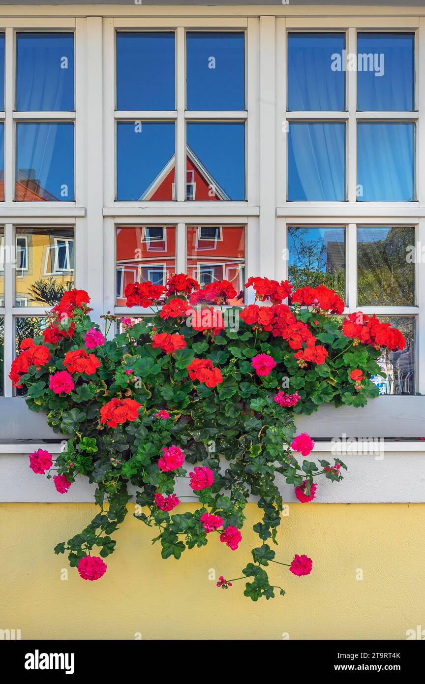 Window with geraniums (Pelargonium), geraniums, Mindelheim, Bavaria ...