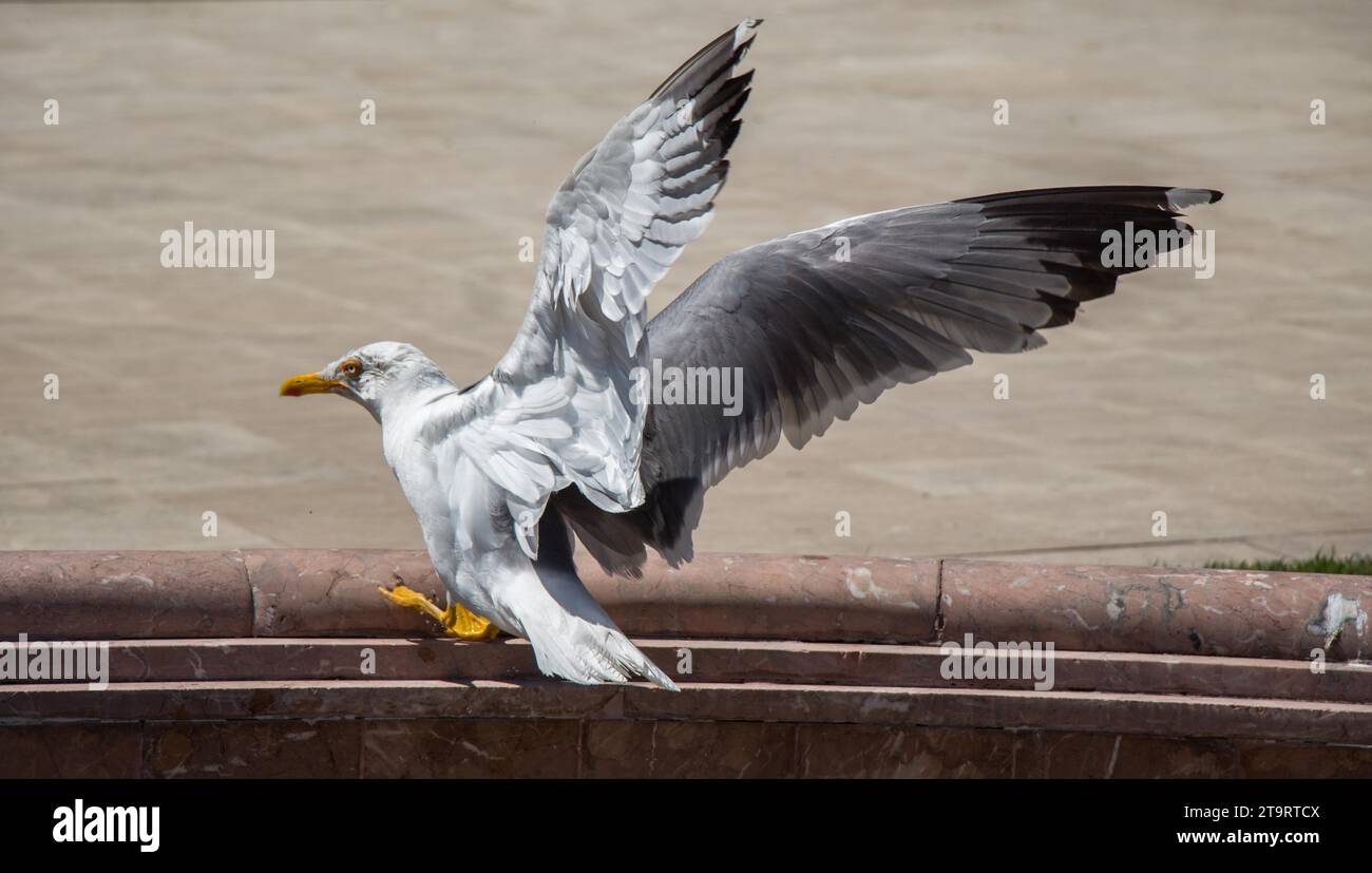Single seagull in the street as a background Stock Photo - Alamy