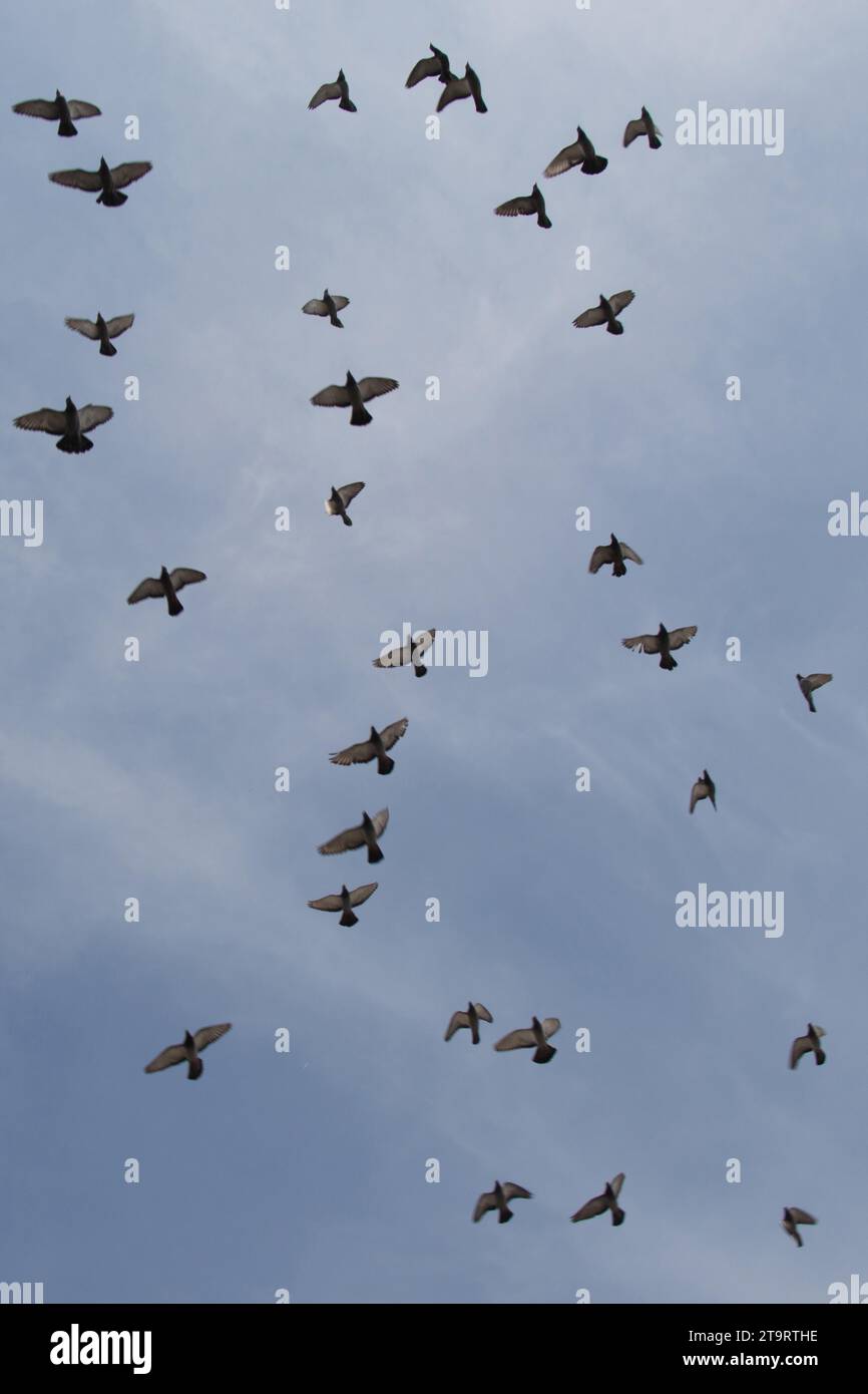 Flock of birds fly in a blue sky Stock Photo - Alamy