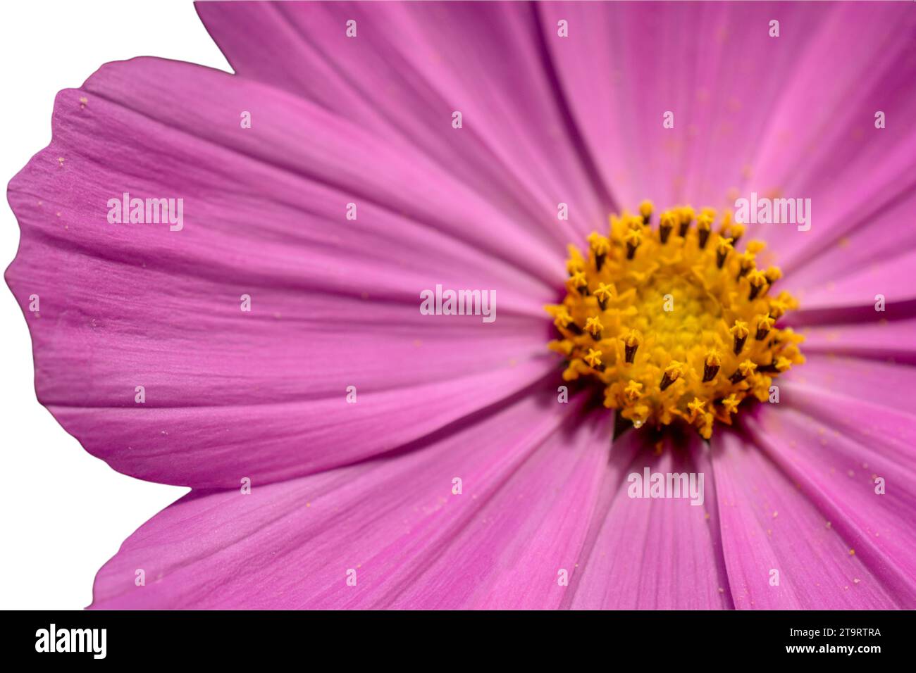 Spring flower concept hi-res stock photography and images - Alamy