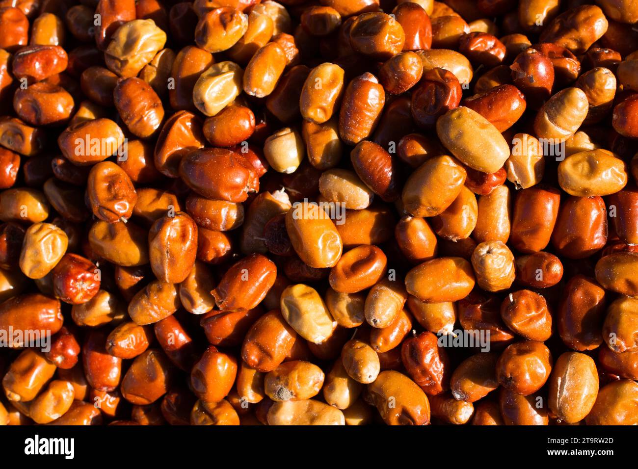 Fresh organic fruit of the Oleaster, Silver berry or russian olive ...