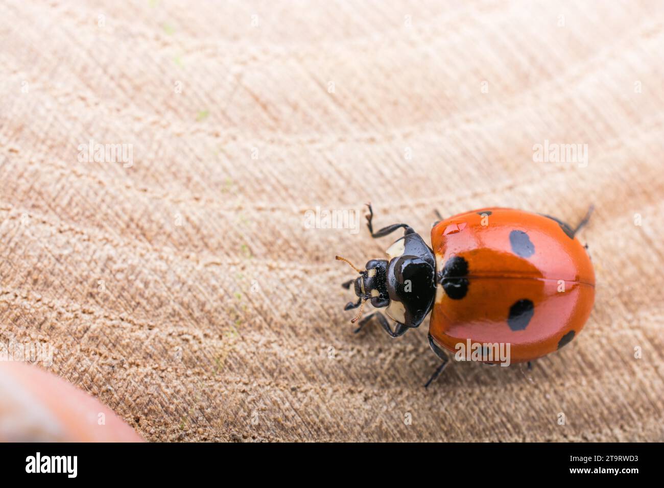 Beautiful photo of red ladybug walking on a piece of wood Stock Photo ...