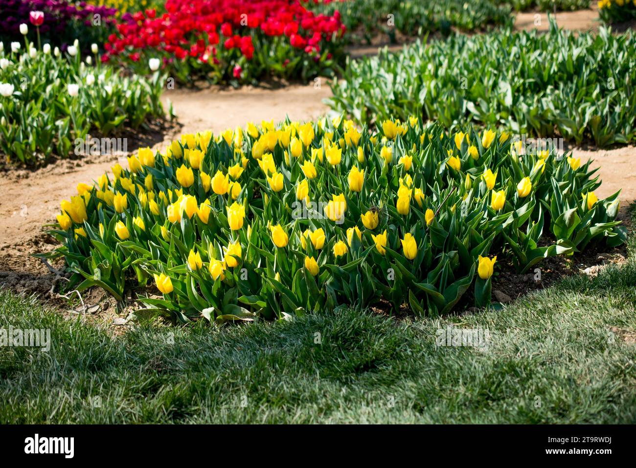Yellow color in nature hi-res stock photography and images - Alamy