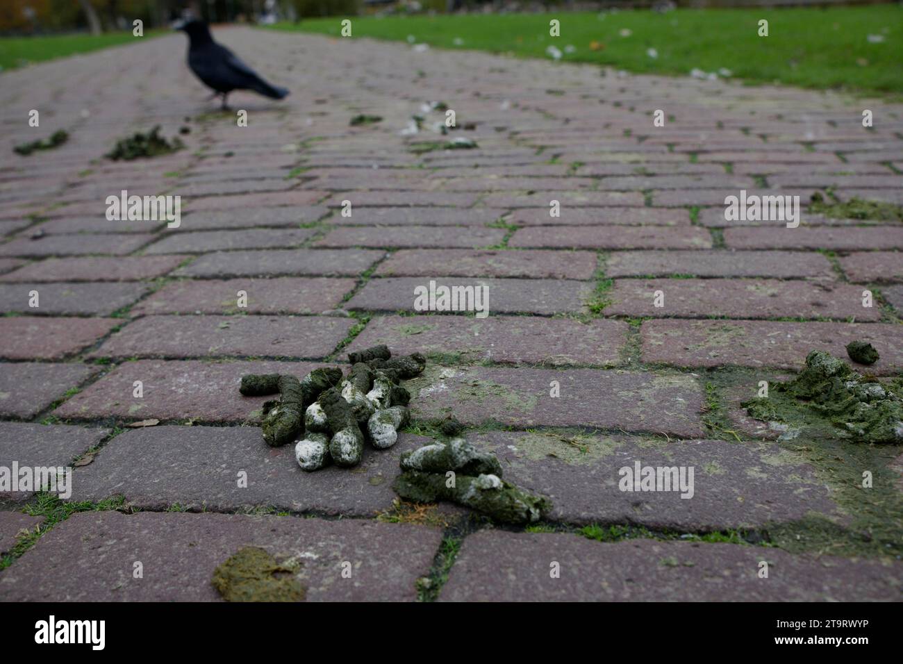 Duck droppings at the palace pond, bird droppings, duck droppings ...