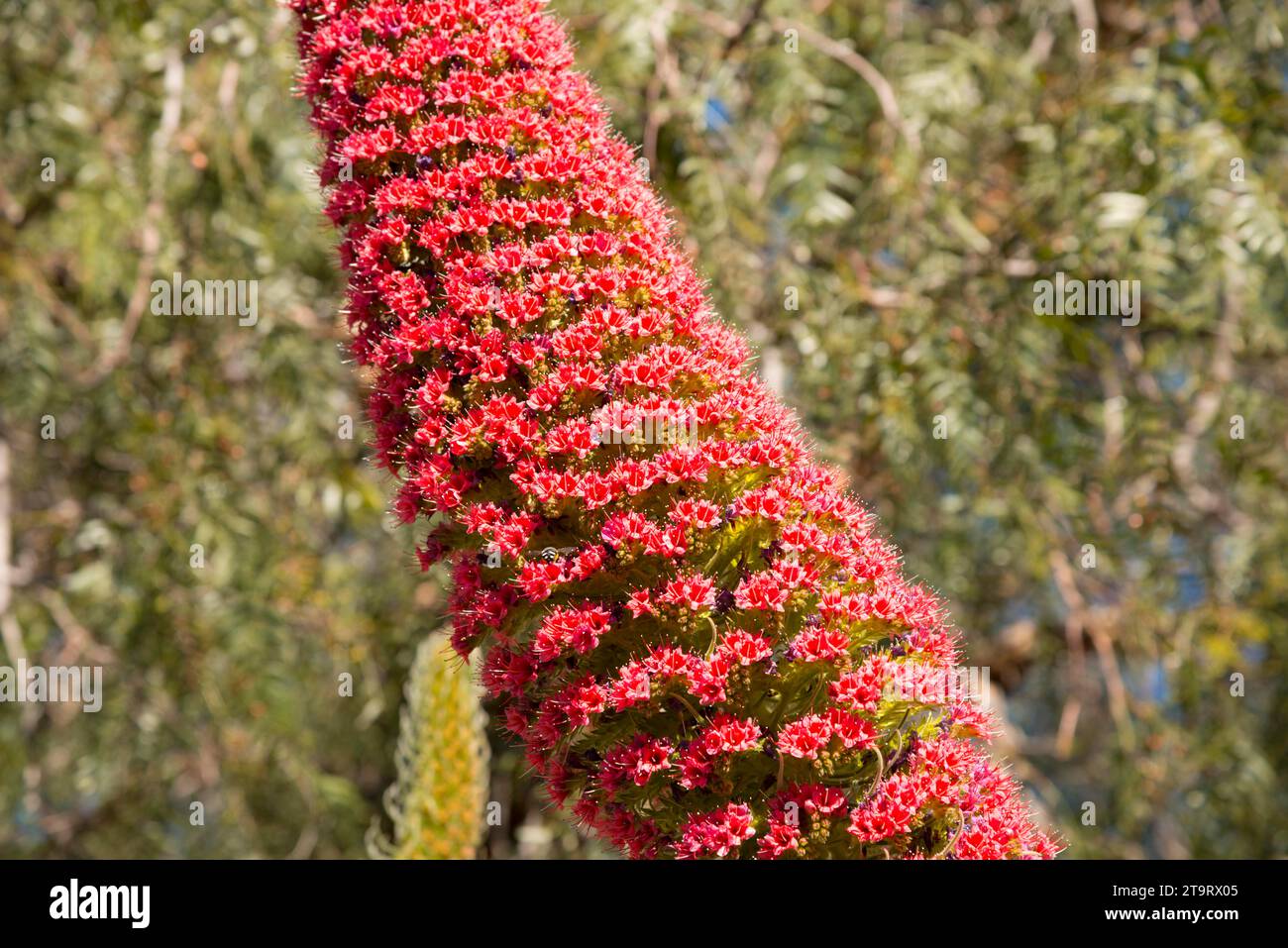 Wild viper's bugloss (Echium wildpretii), flowering, Teide National ...