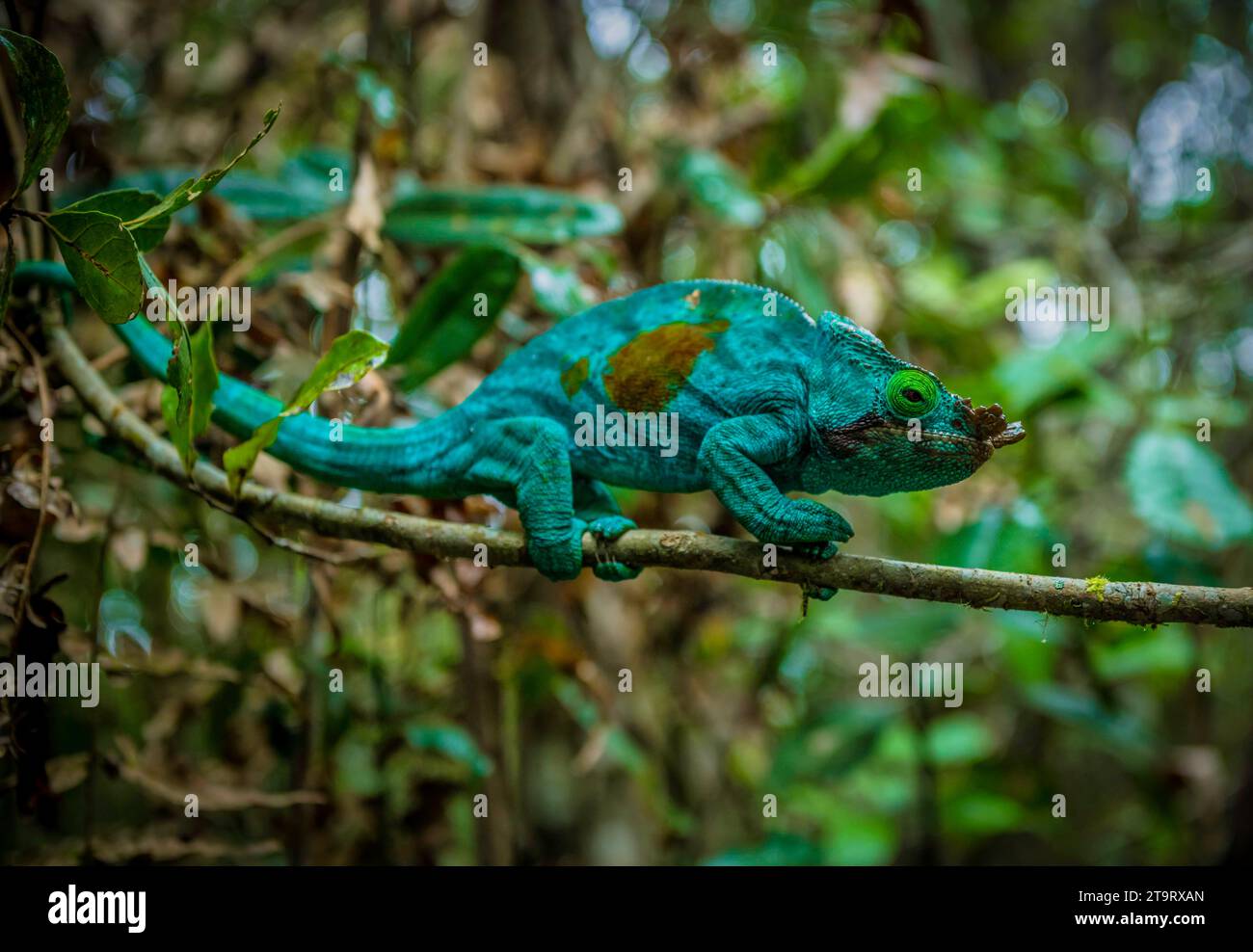 Subspecies of the Parson's chameleon (Calumma parsonii cristifer) in ...