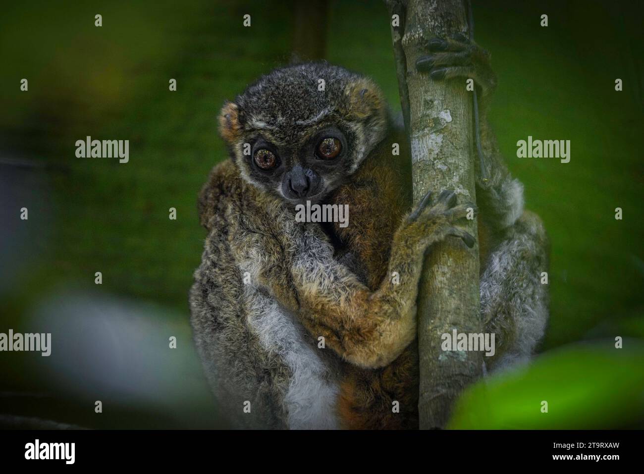 Eastern woolly lemur in the rainforests of Andasibe National Park in ...