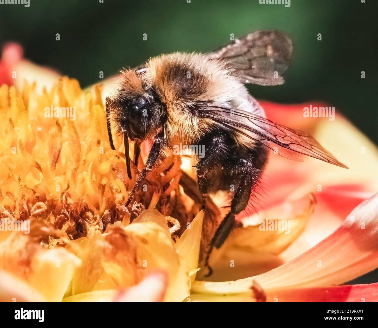 A side view profile of a male Common Eastern Bumble Bee Bombus ...