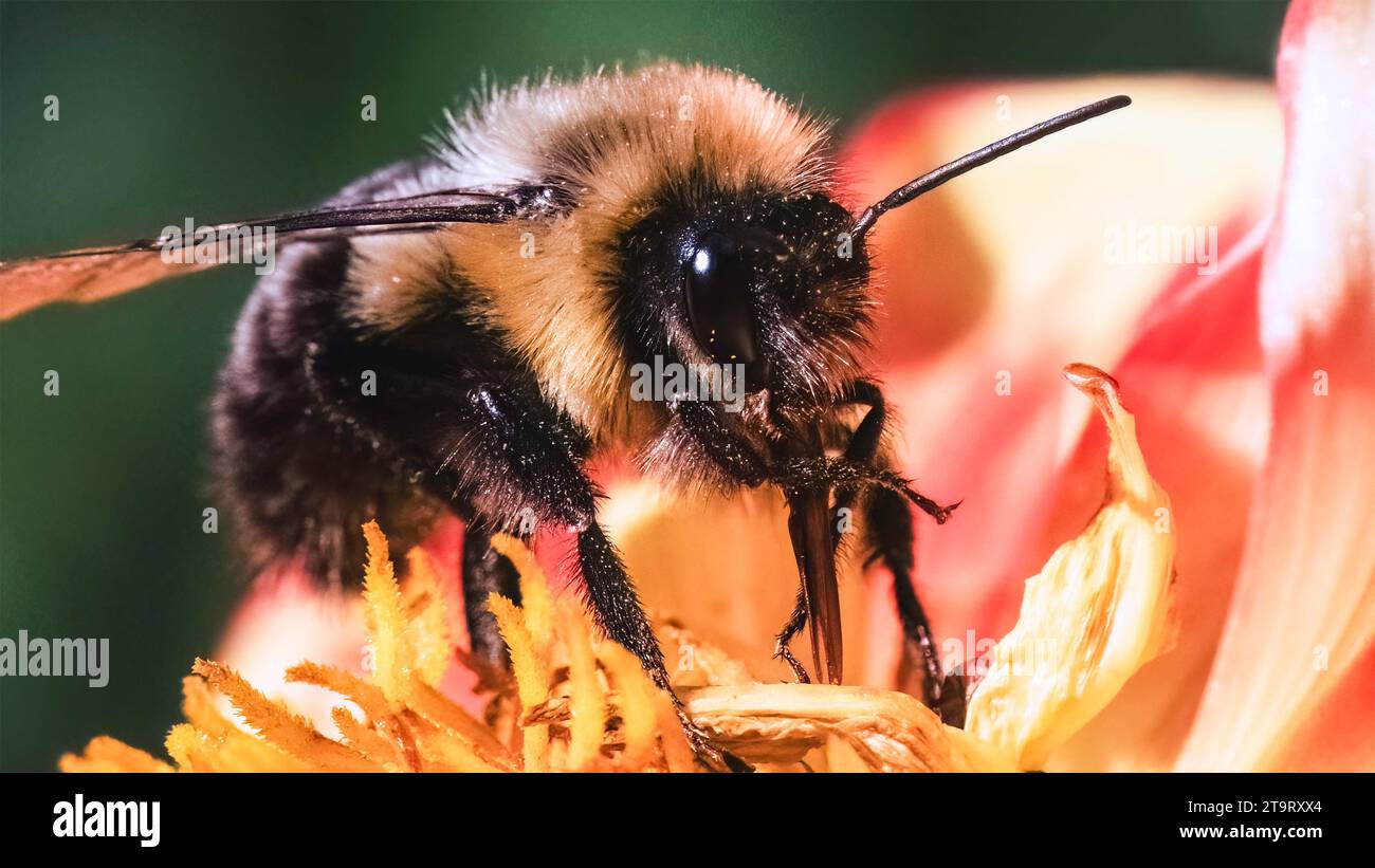 Extreme close up of a male Common Eastern Bumble Bee Bombus impatiens ...