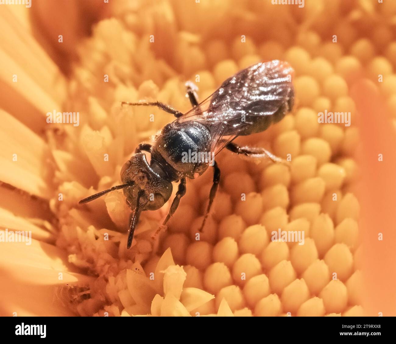 A tiny metallic green Ceratina Small Carpenter Bee pollinating on an ...