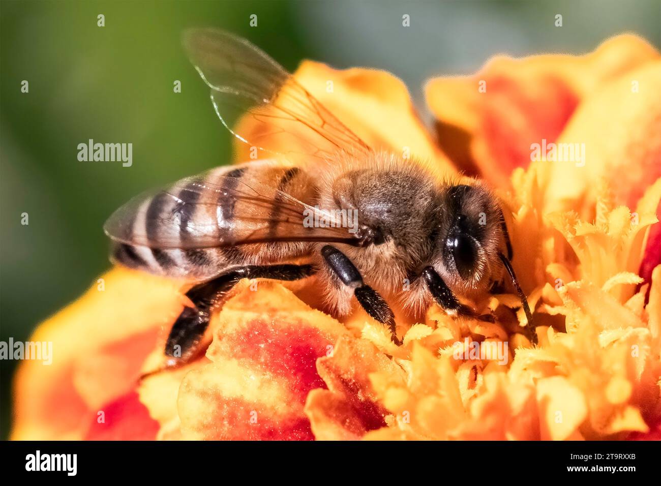Honey bee Apis mellifera drinking nectar and pollinating an autumn ...