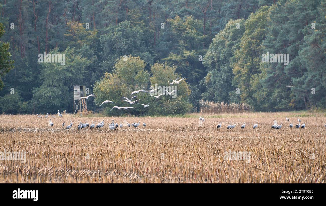 Cranes at a resting place on a harvested corn field in front of a ...