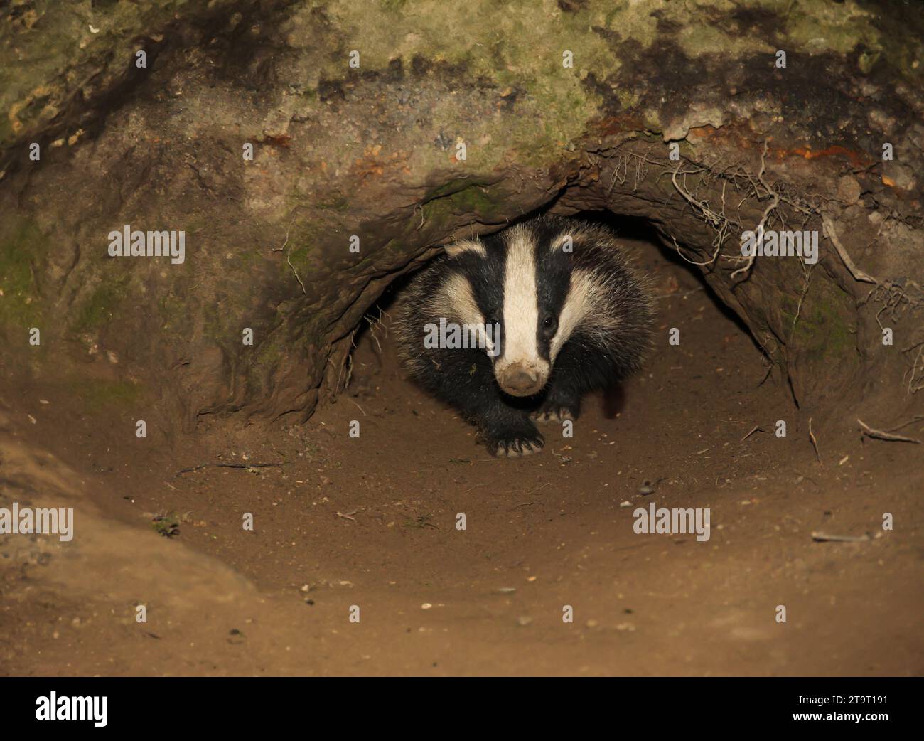 Badger, Scientific name: Meles meles. Young badger cub emerging from ...