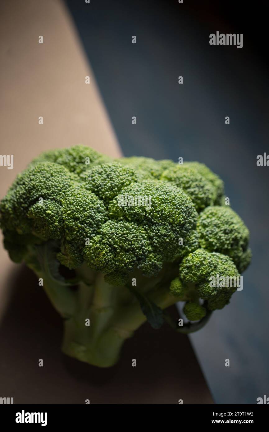 A beautiful large head of broccoli on a two-color background Stock ...
