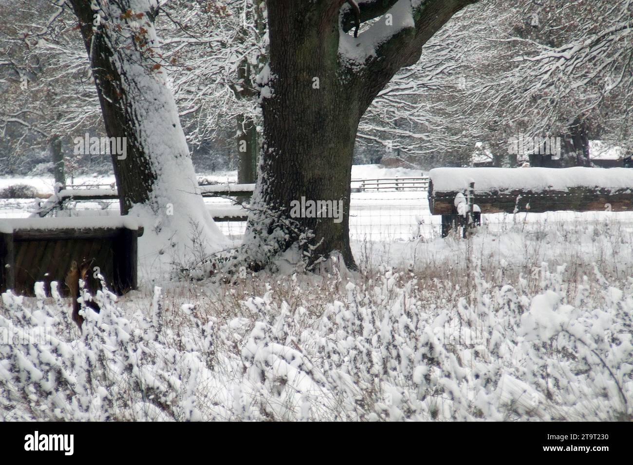 New Forest 2010 following a snowfall. Landscapes, ponies, cattle, pigs ...