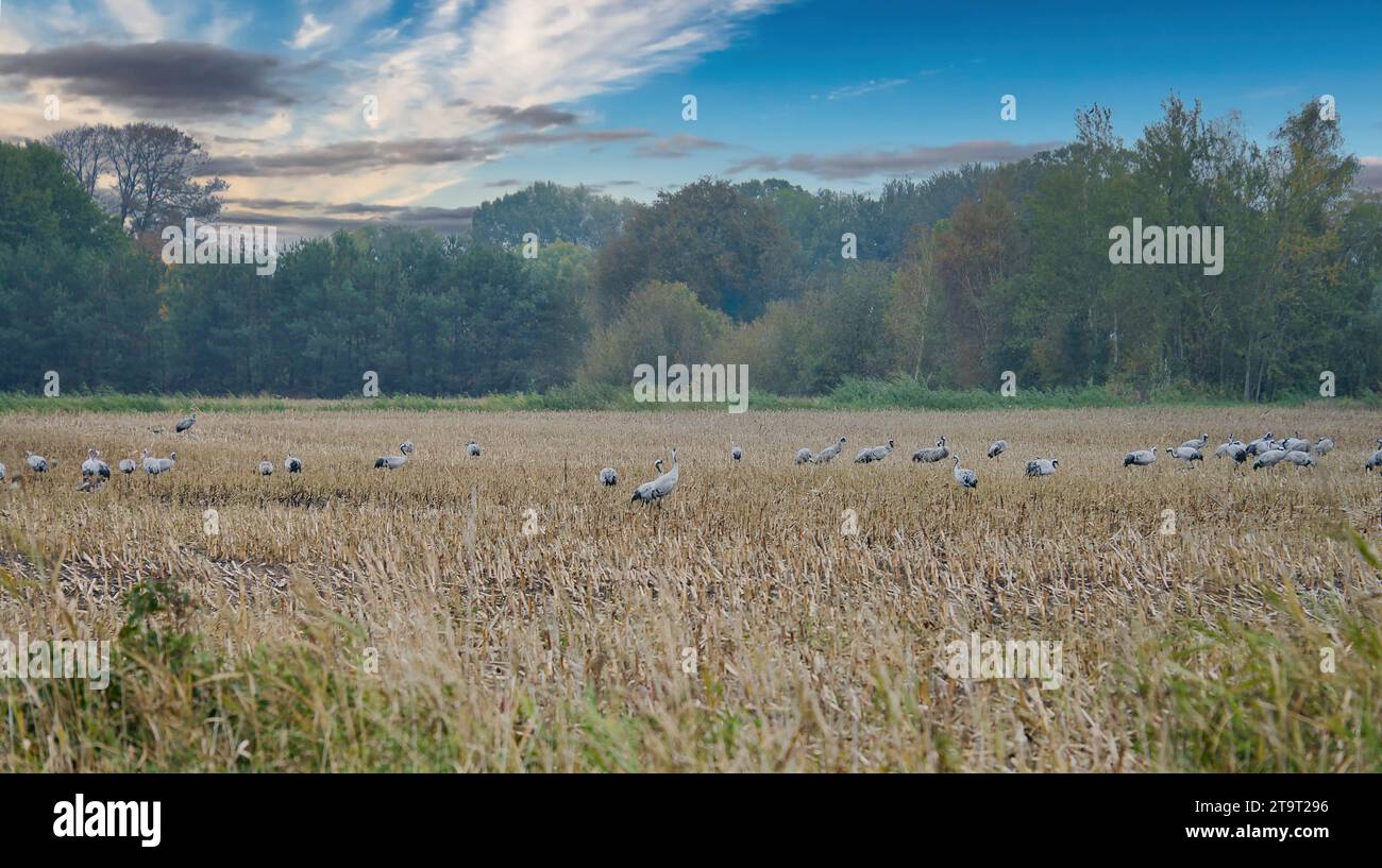 Cranes at a resting place on a harvested corn field in front of a ...