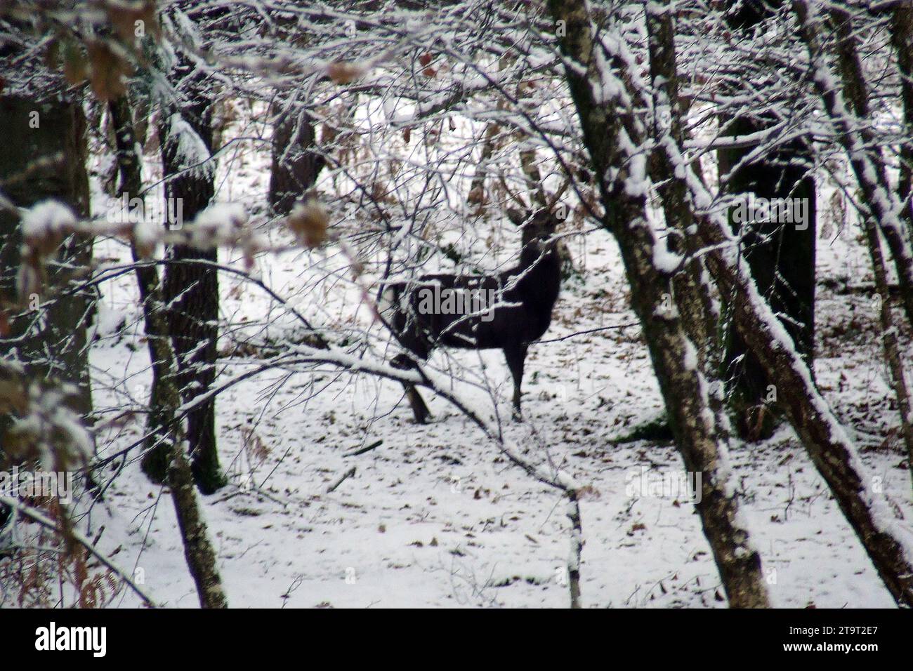 New Forest 2010 following a snowfall. Landscapes, ponies, cattle, pigs ...