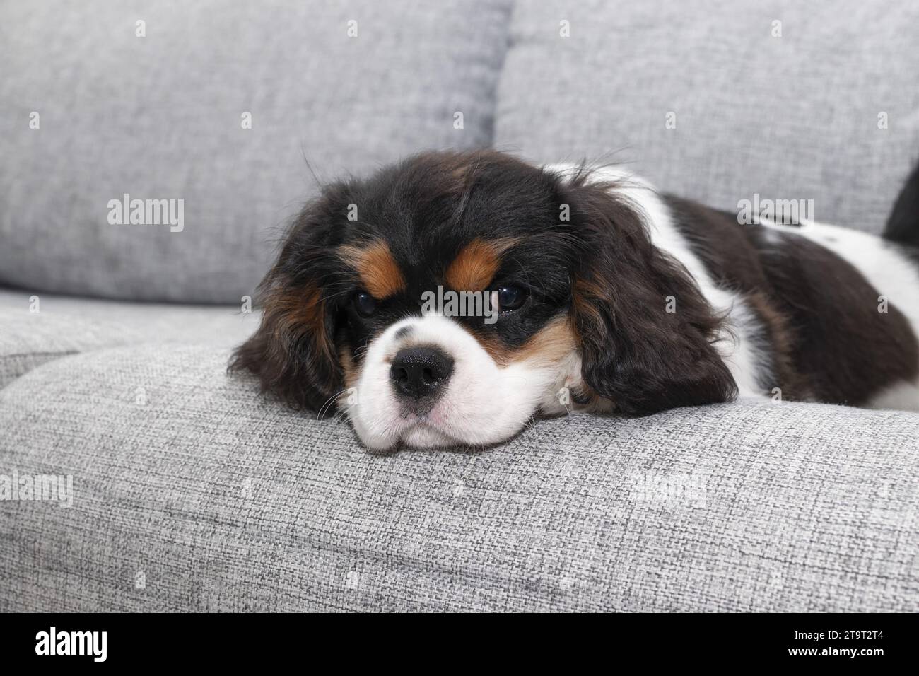 Portrait of handsome cavalier spaniel. Cute puppy is resting on the ...