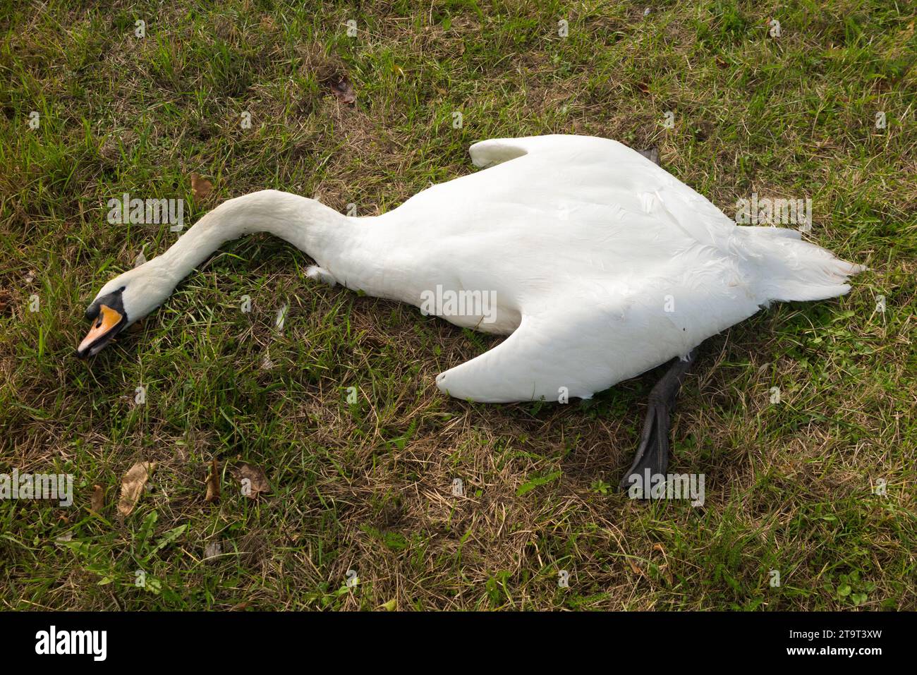 Crime cruelty dead birds hi-res stock photography and images - Alamy