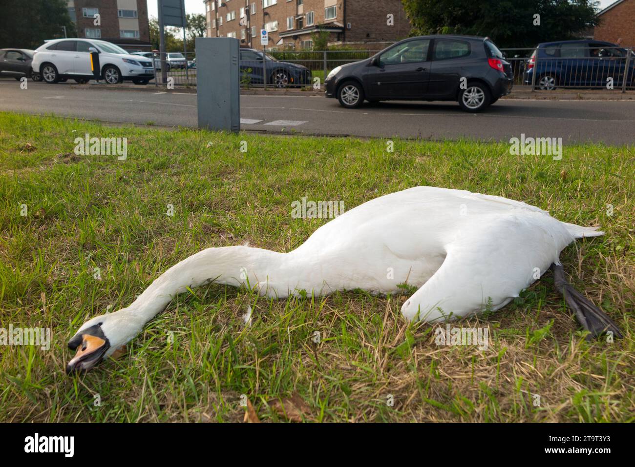 Crime cruelty dead birds hi-res stock photography and images - Alamy