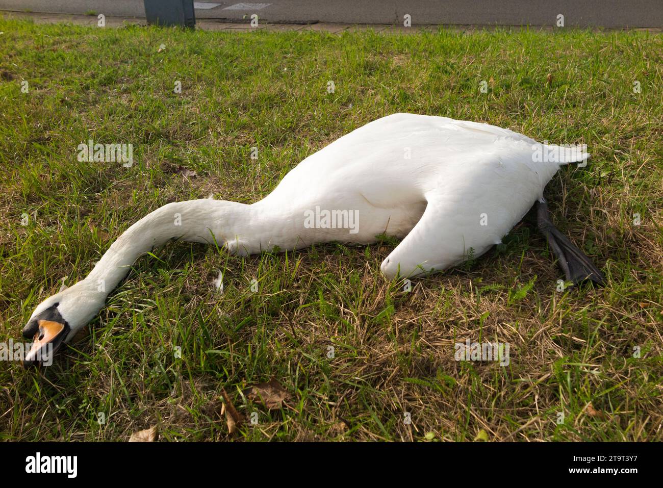Crime cruelty dead birds hi-res stock photography and images - Alamy