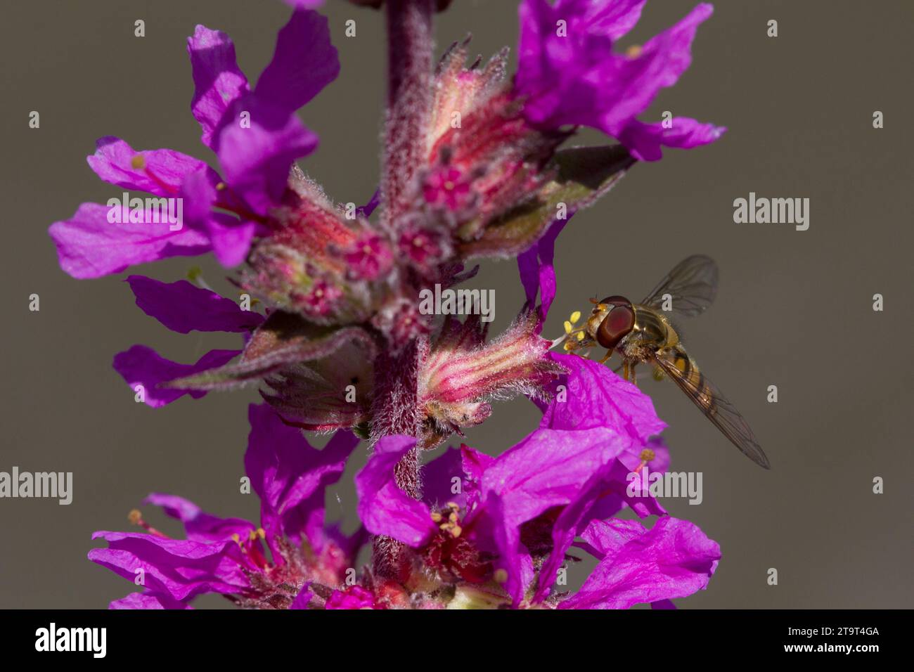 Hoverfly (syrphus ribesii) nectaring on Purple Loosestrife, UK Stock ...