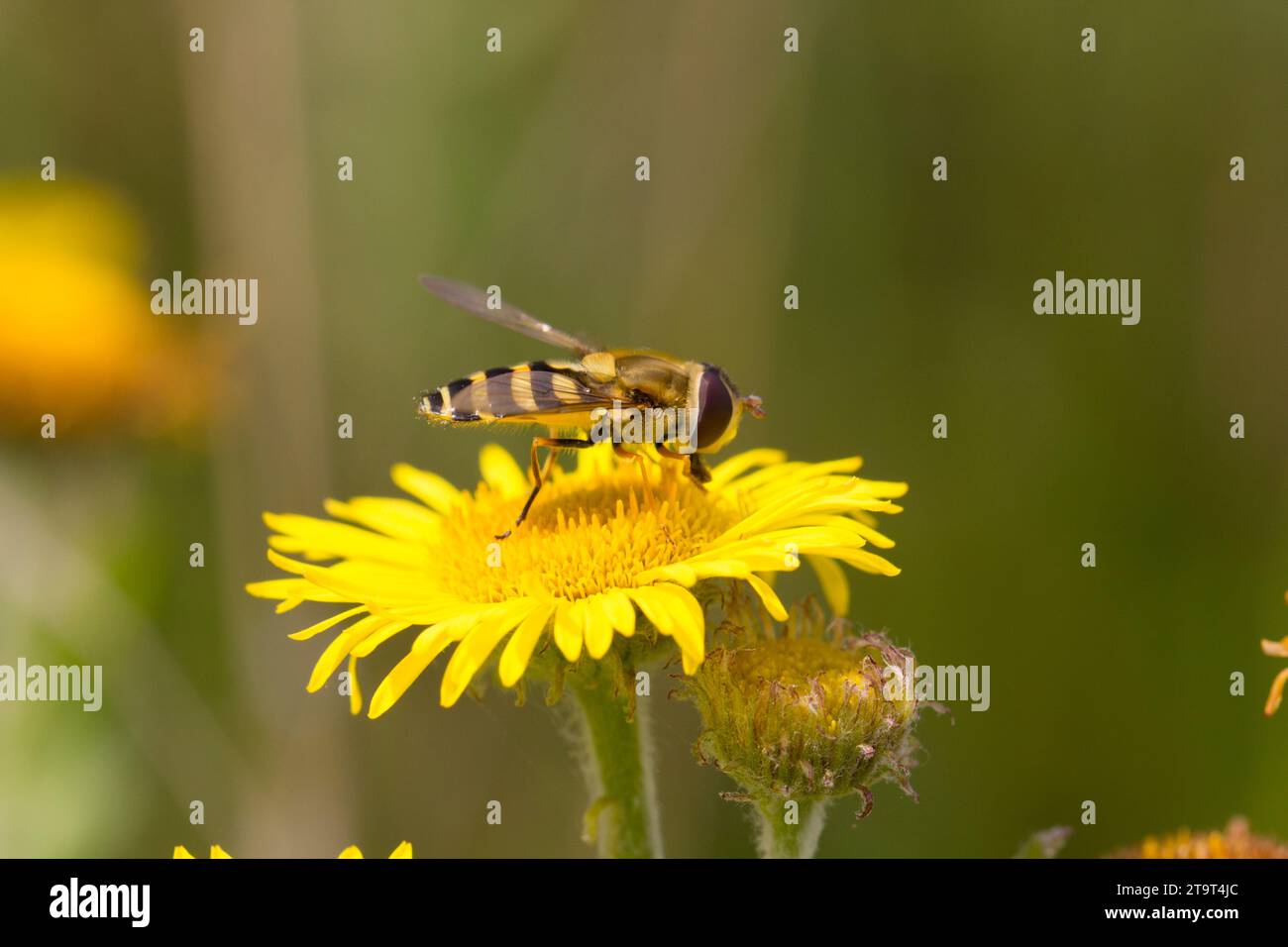 Hoverfly (syrphus ribesii) on Common Fleabane, UK. September Stock ...