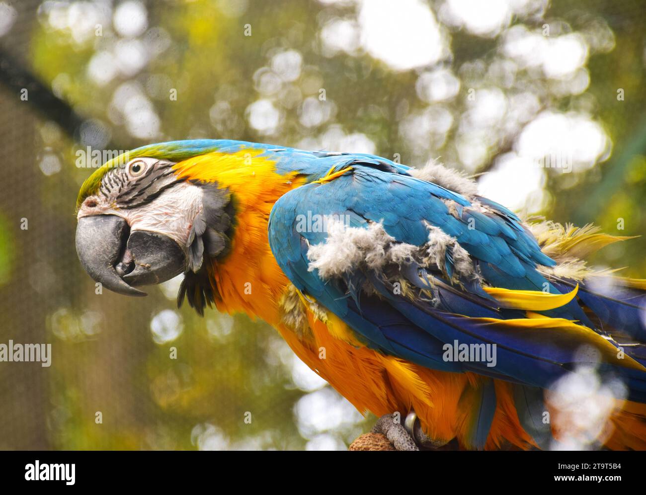 Blue macaw shot in hi-res stock photography and images - Alamy