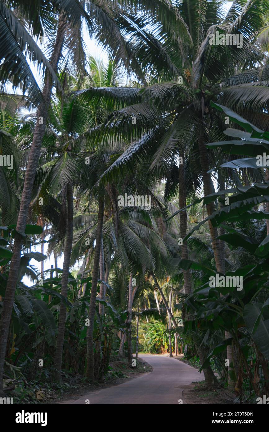 Endemic palm trees hi-res stock photography and images - Alamy