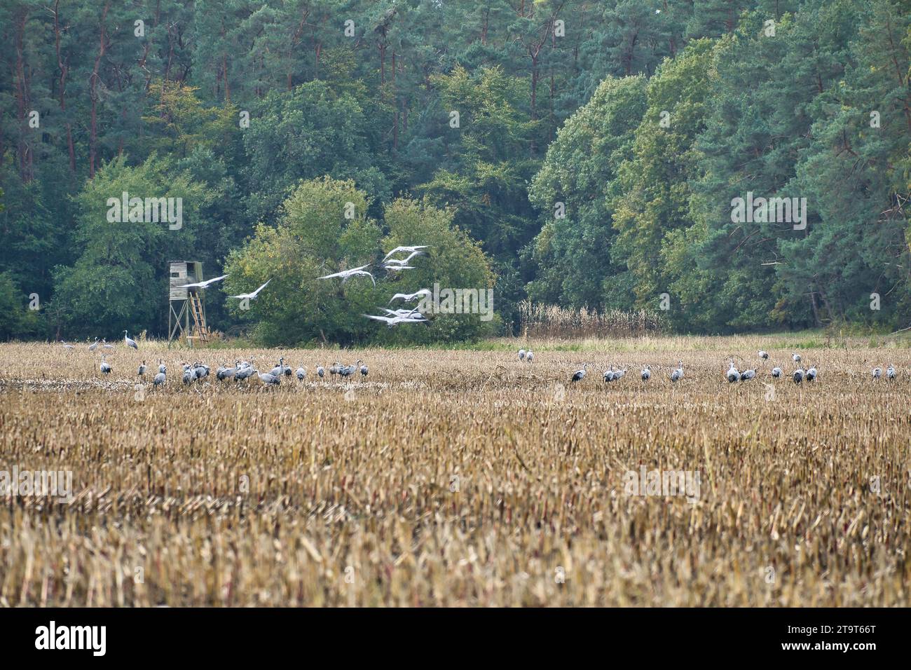 Cranes at a resting place on a harvested corn field in front of a ...