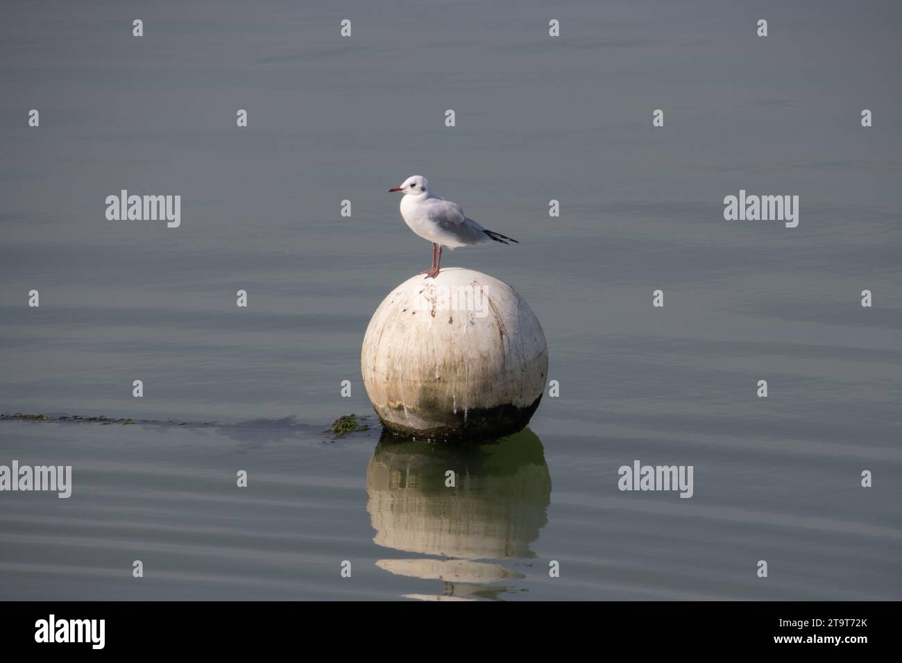 Seagull standing on a white round buoy Stock Photo - Alamy
