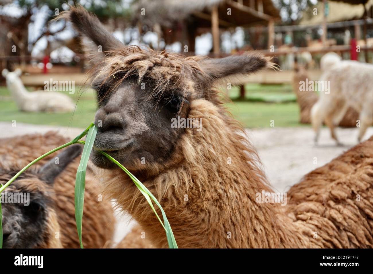 Cute furry brown Llama eating grass Stock Photo - Alamy