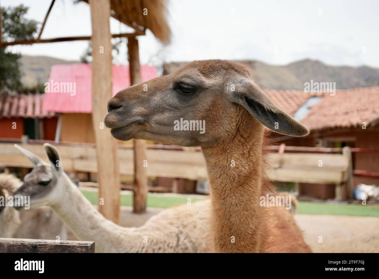 Brown Llama headshot with other llama and farm buildings behind Stock ...