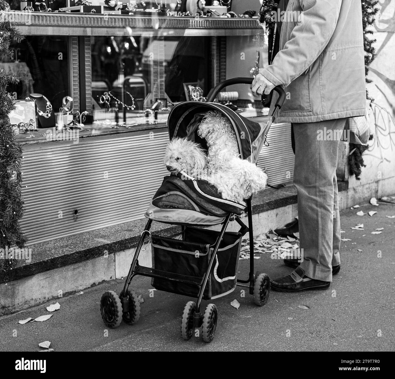 Two dogs transported in children's stroller Stock Photo - Alamy