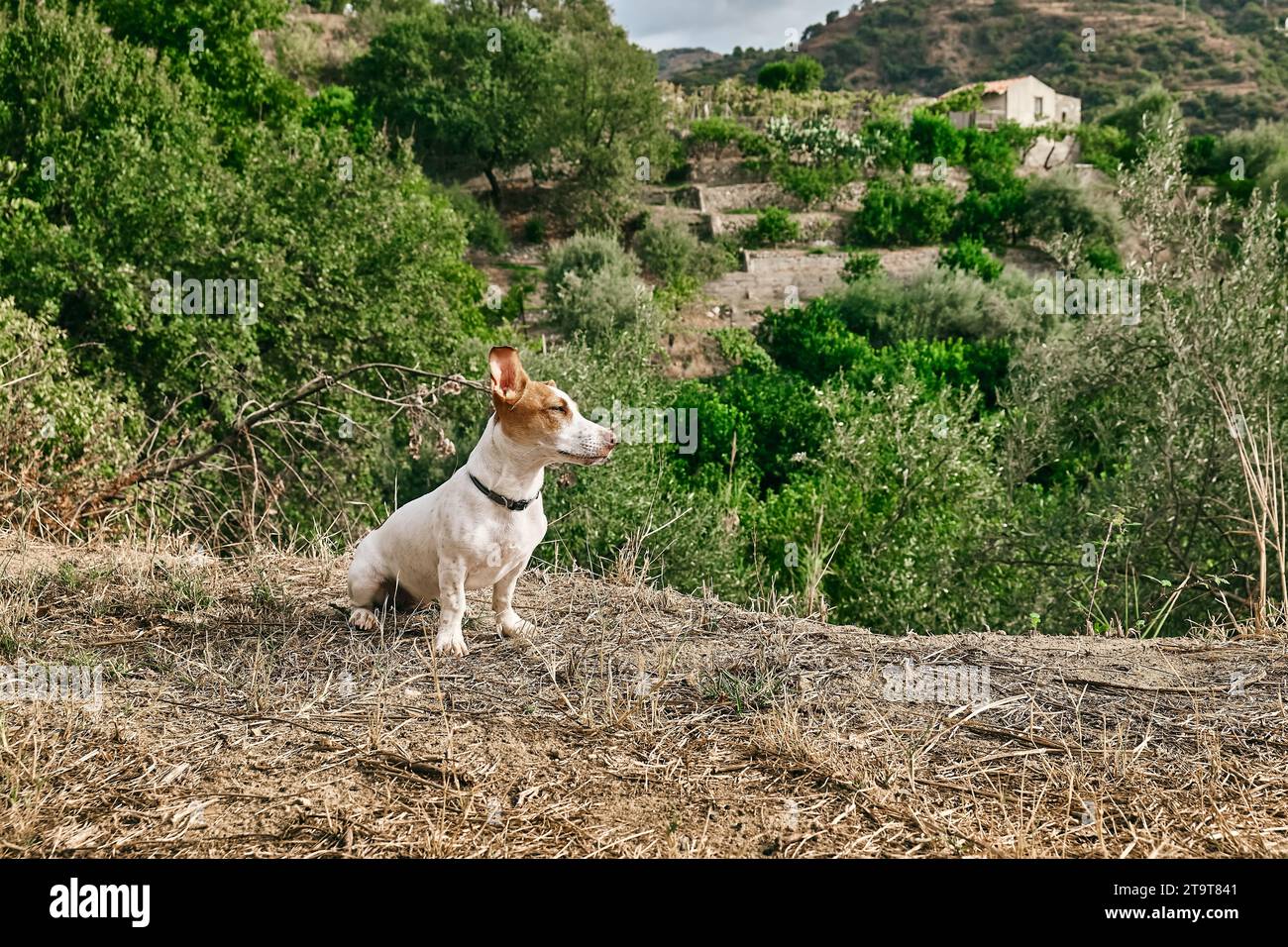 Small cute Jack Russell Terrier spending time outdoors with his owner ...