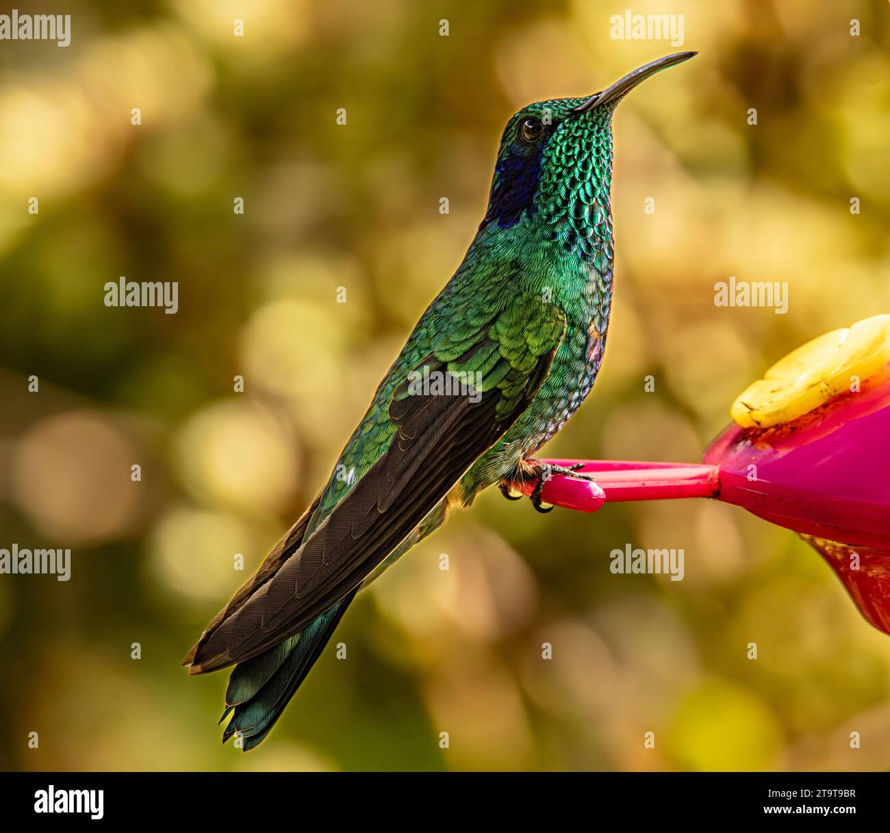 Lesser violetear in costa rica hi-res stock photography and images - Alamy