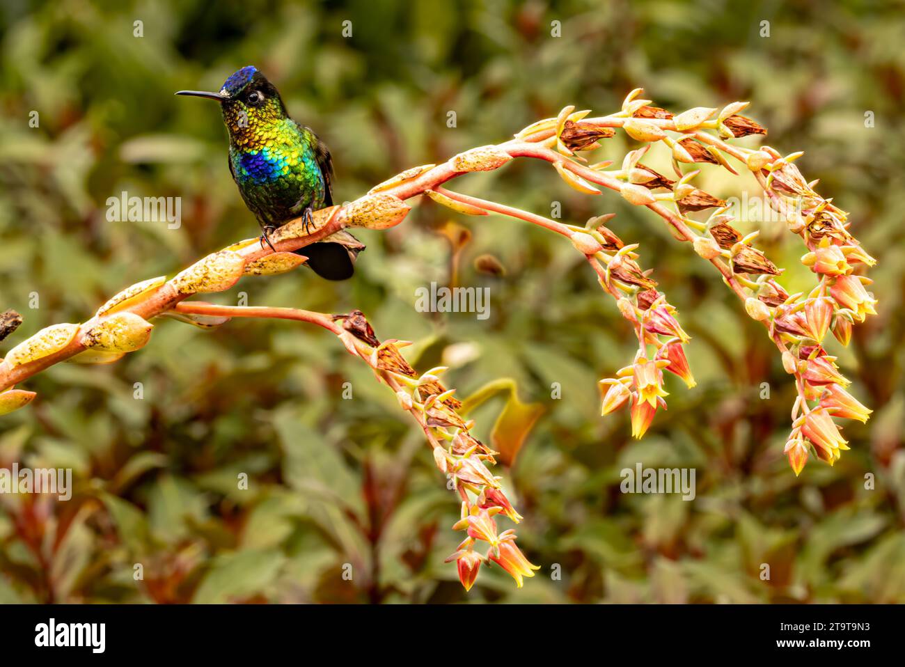 Firey throated hummingbird hi-res stock photography and images - Alamy