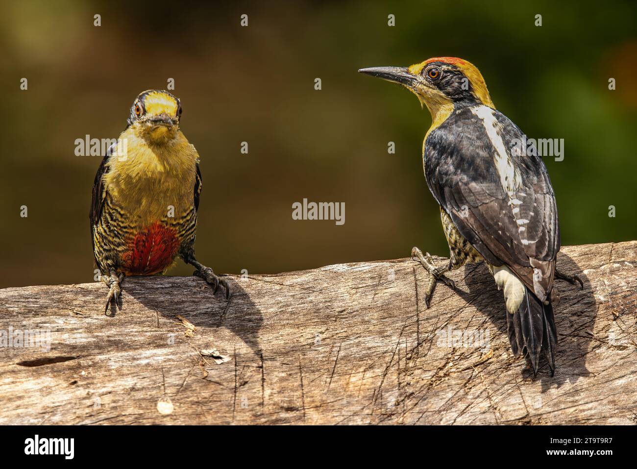 Male and female Golden-fronted woodpeckers Stock Photo - Alamy
