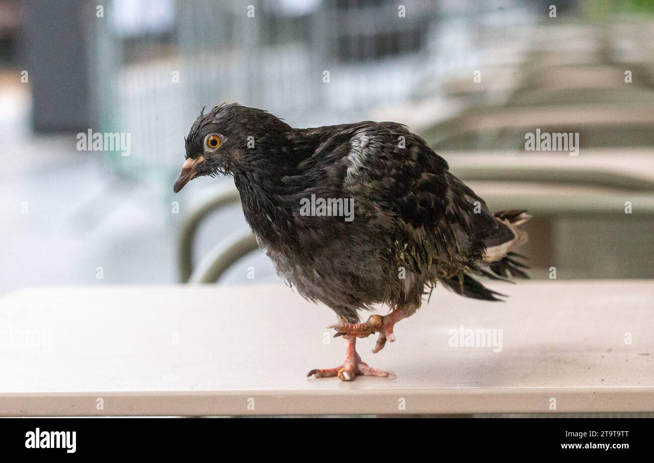 Stringfeet hi-res stock photography and images - Alamy