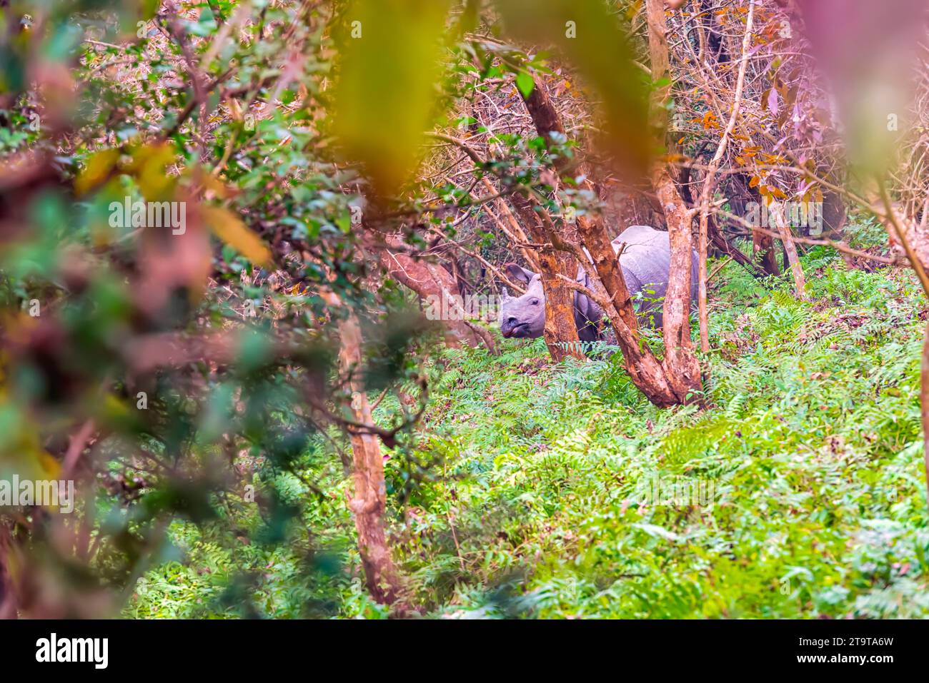 A great Indian rhinoceros foraging in a thickly forested area of the ...
