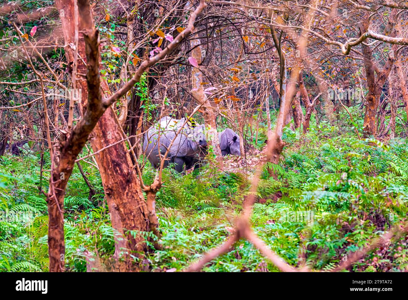 A great Indian rhinoceros foraging in a thickly forested area of the ...