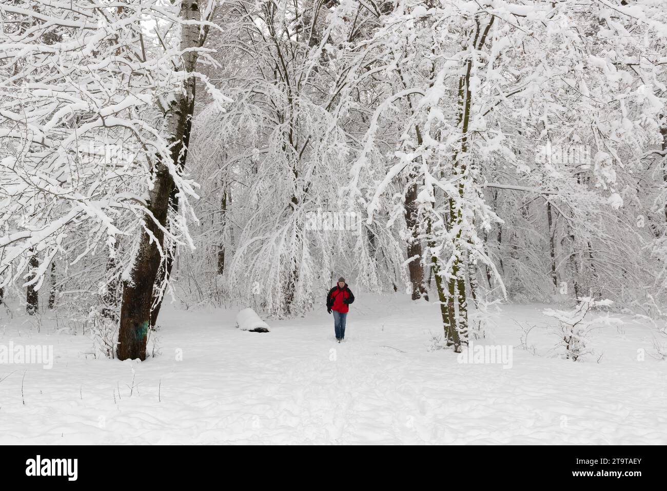 Winter trees in park real hi-res stock photography and images - Alamy