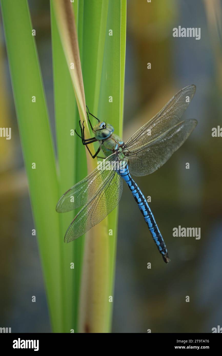 Anax imperator eyes hi-res stock photography and images - Alamy