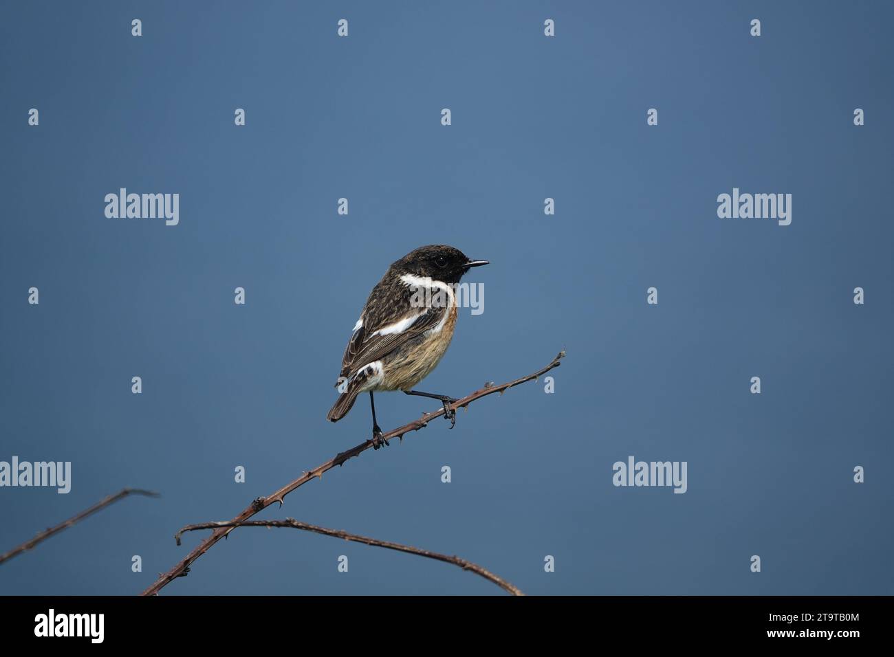 Male european stonechat hi-res stock photography and images - Alamy