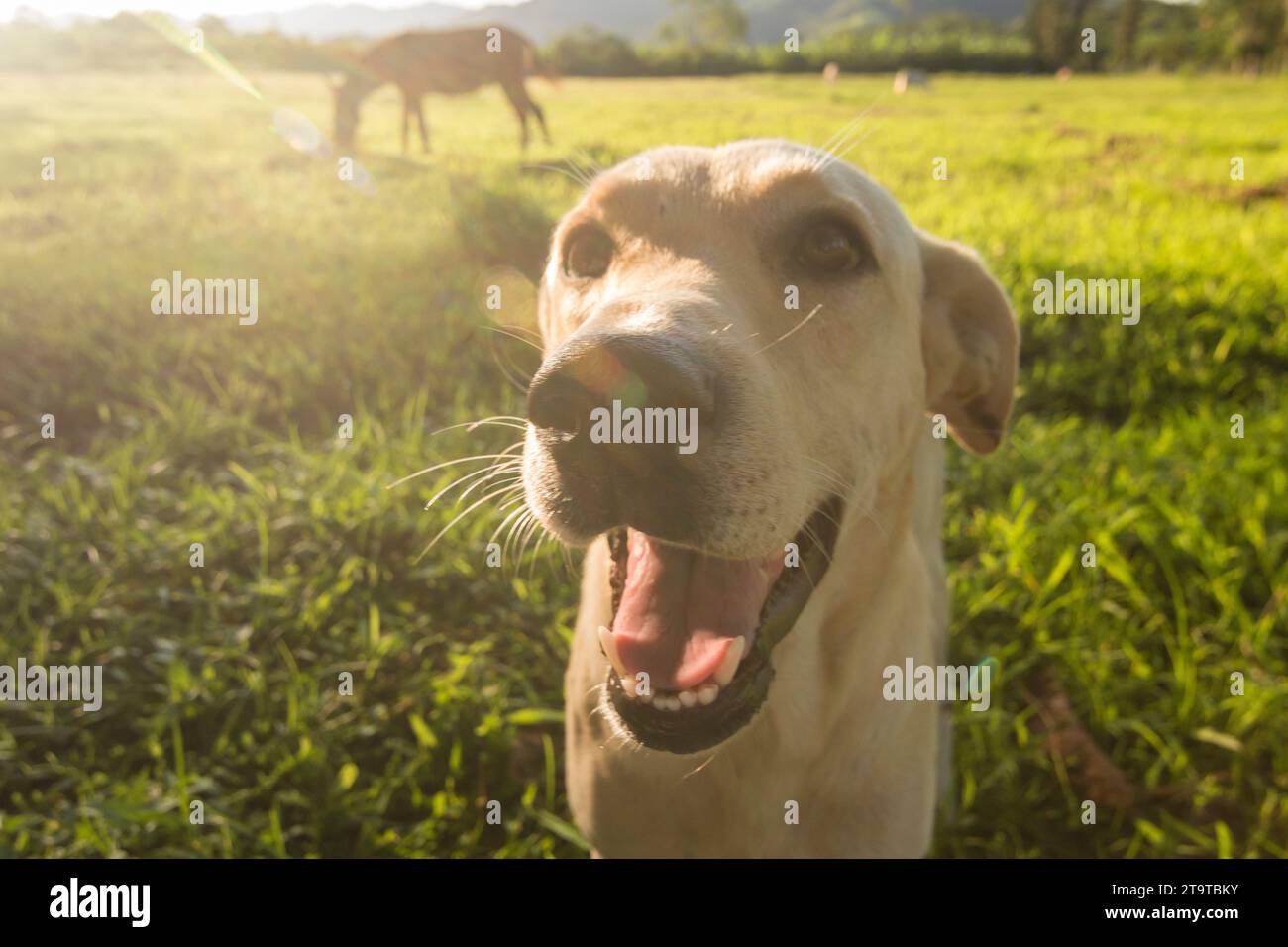 Portrait of a friendly Labrador dog with its mouth open showing its ...