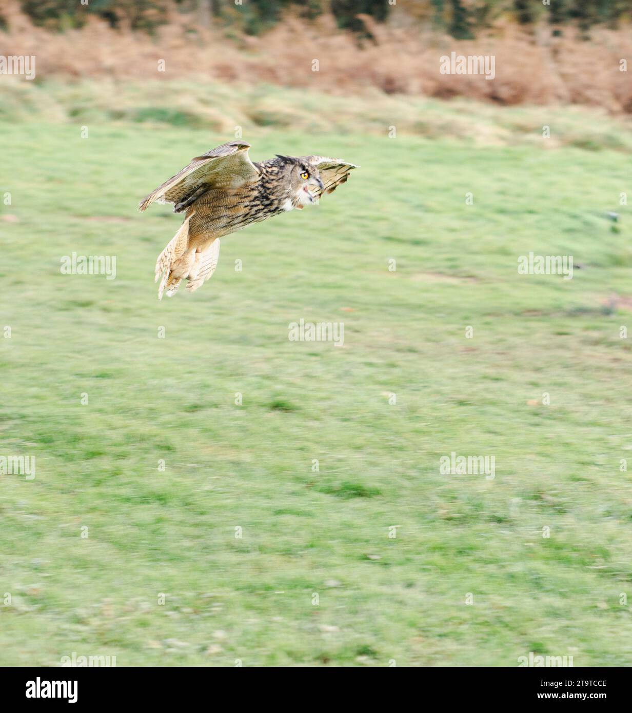 Eagle Owl In Flight in Wild Swooping In on Prey Stock Photo - Alamy