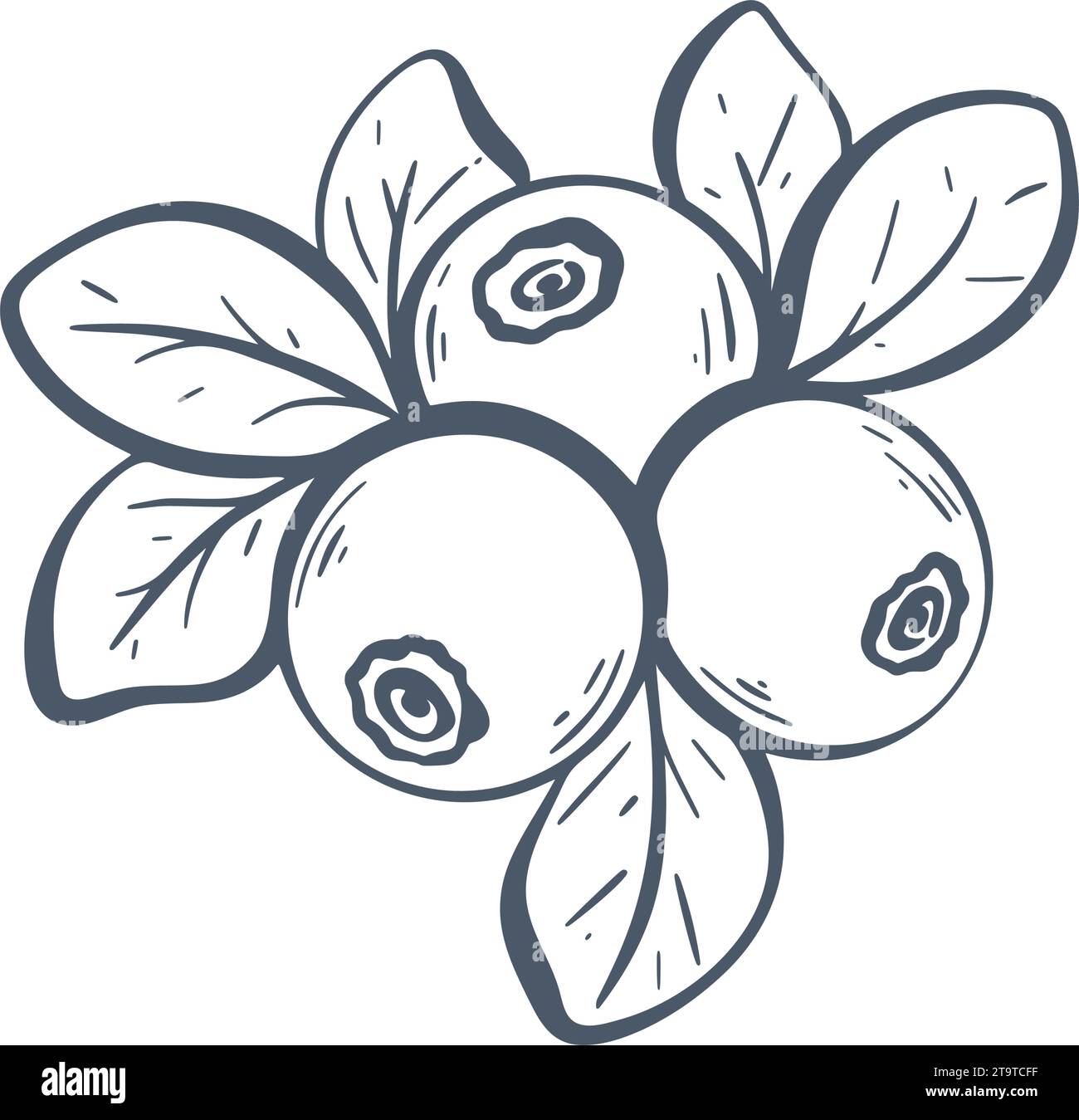 Hand drawn engraving of blueberries with leaves. Wild bilberry ink ...